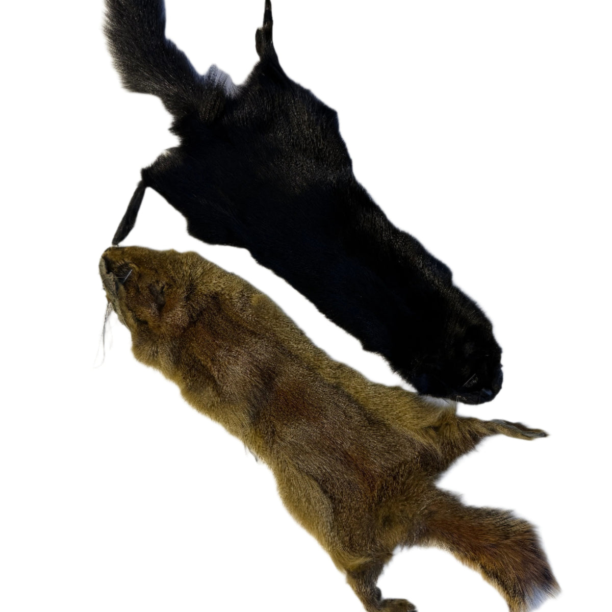 Pine Squirrel Skin – Cross Current Outfitters