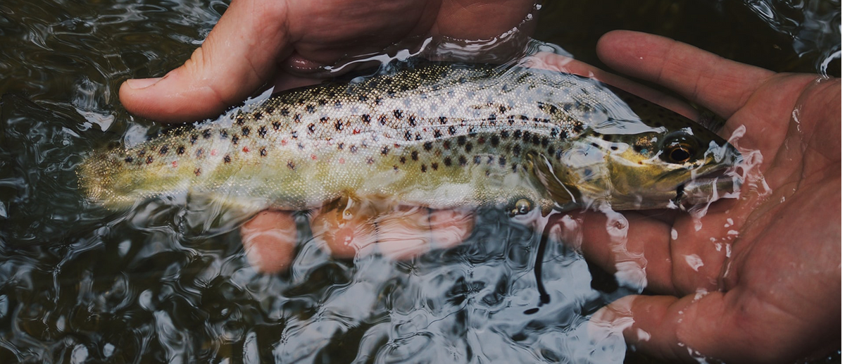 Cross Current Outfitters – Cross Current Outfitters